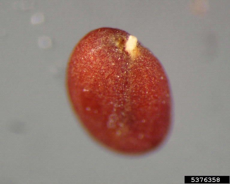 hairy whitetop (Lepidium appelianum Al-Shehbaz)