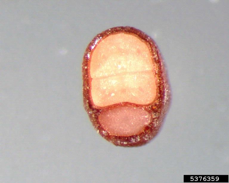 hairy whitetop (Lepidium appelianum)