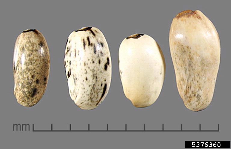 wild safflower (Carthamus oxyacanthus M. Bieberstein)