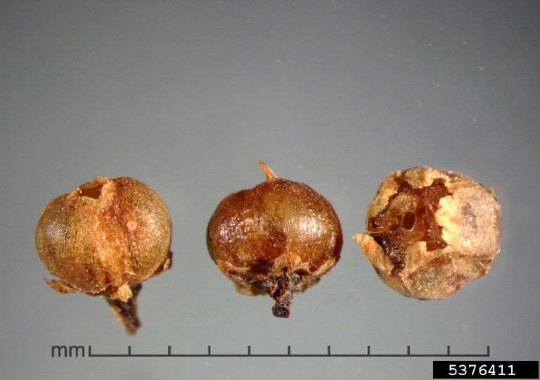 largeseed dodder (Cuscuta indecora Choisy)