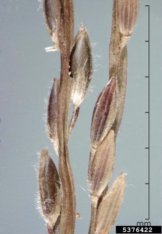 Jamaican crabgrass (Cuscuta horizontalis Willd.)