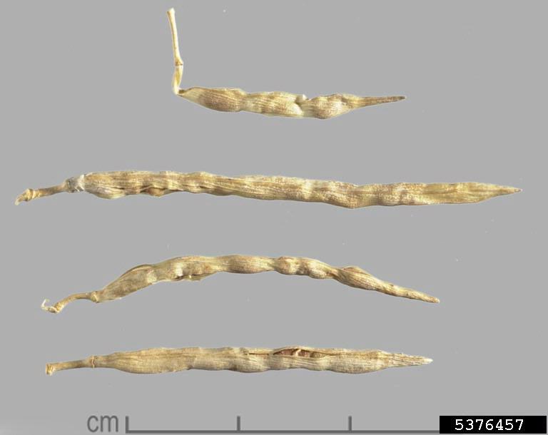 goatsrue (Galega officinalis)