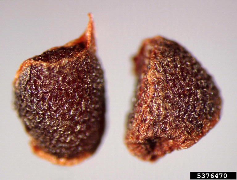 cape tulip, Moraea collina (Liliales: Iridaceae) - 5376470