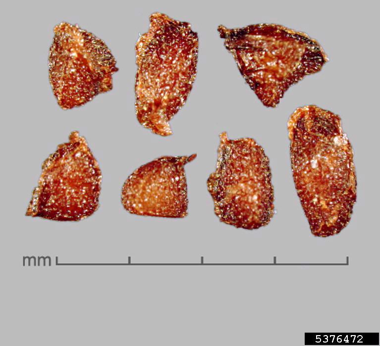 two-leaf Cape-tulip (Moraea miniata Andrews)