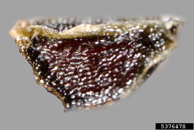 Cape-tulip (Moraea schlechteri (L.Bolus) Goldblatt)