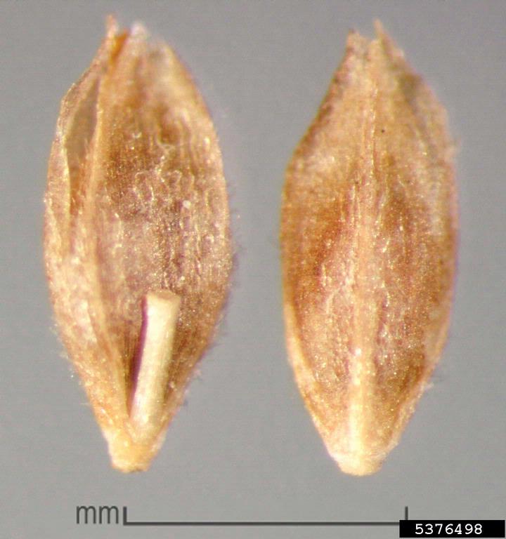 Chinese sprangletop (Leptochloa chinensis)