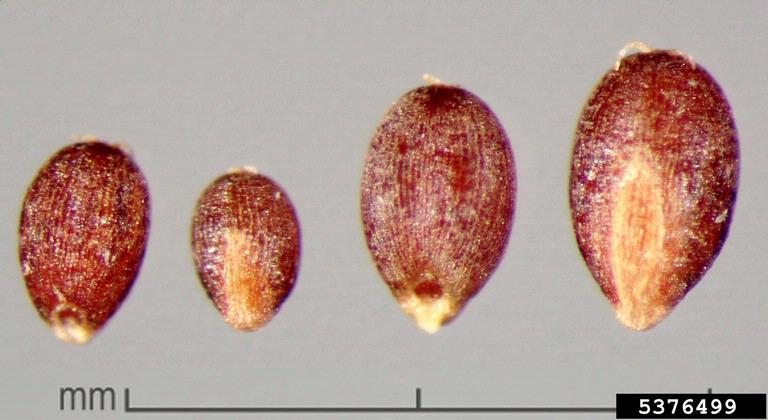 Chinese sprangletop (Leptochloa chinensis (L.) Nees)