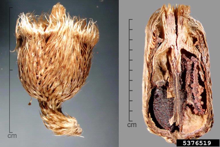 Banks melastoma (Melastoma malabathricum)