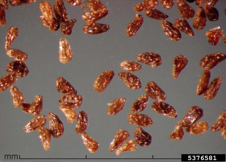 nodding broomrape (Orobanche cernua Loefl. [excluded])