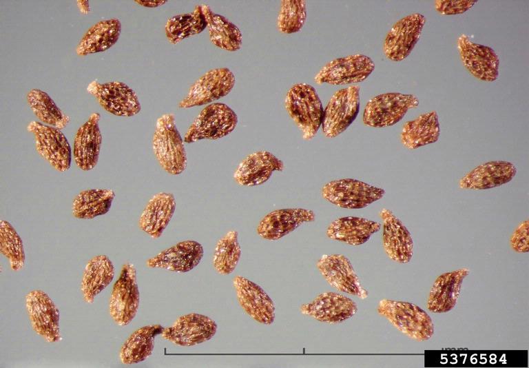 clustered broomrape (Orobanche fasciculata)