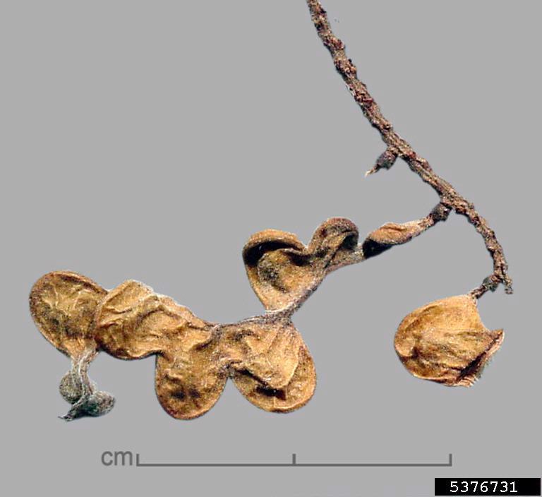 lata (Prosopis torquata (Cavan. ex Lagasca y Segura) DC.)