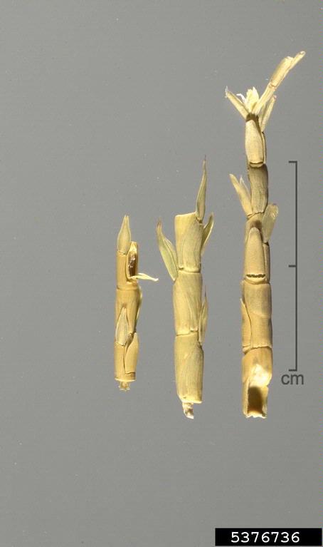 itchgrass (Rottboellia cochinchinensis (Lour.) W.D. Clayton)