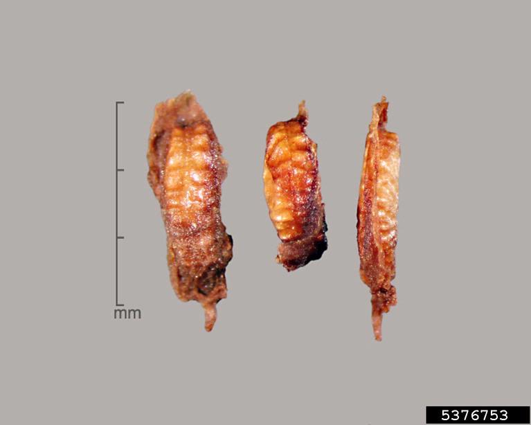 Molucca raspberry (Rubus moluccanus)