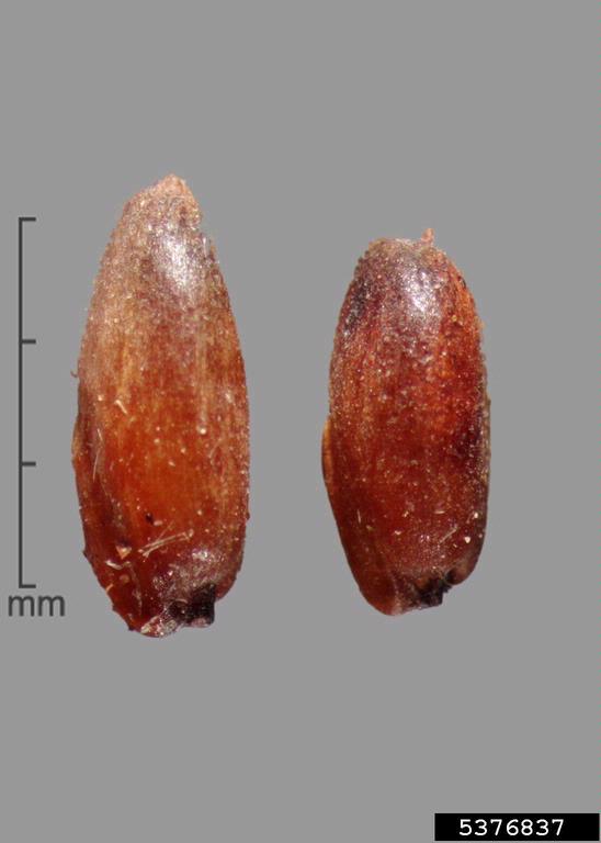sorghum-almum (Sorghum x almum)