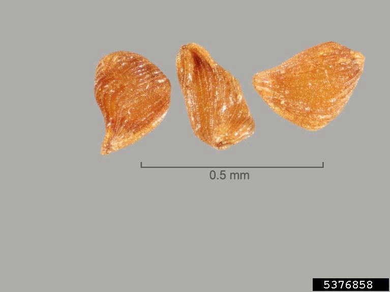 witchweed, Striga euphrasioides (Scrophulariales: Scrophulariaceae ...