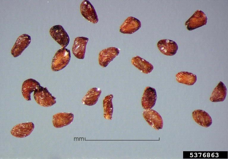 witchweed (Striga aspera (Willd.) Benth.)