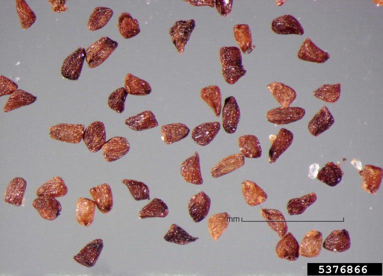 cowpea witchweed (Striga gesnerioides (Willd.) Vatke)