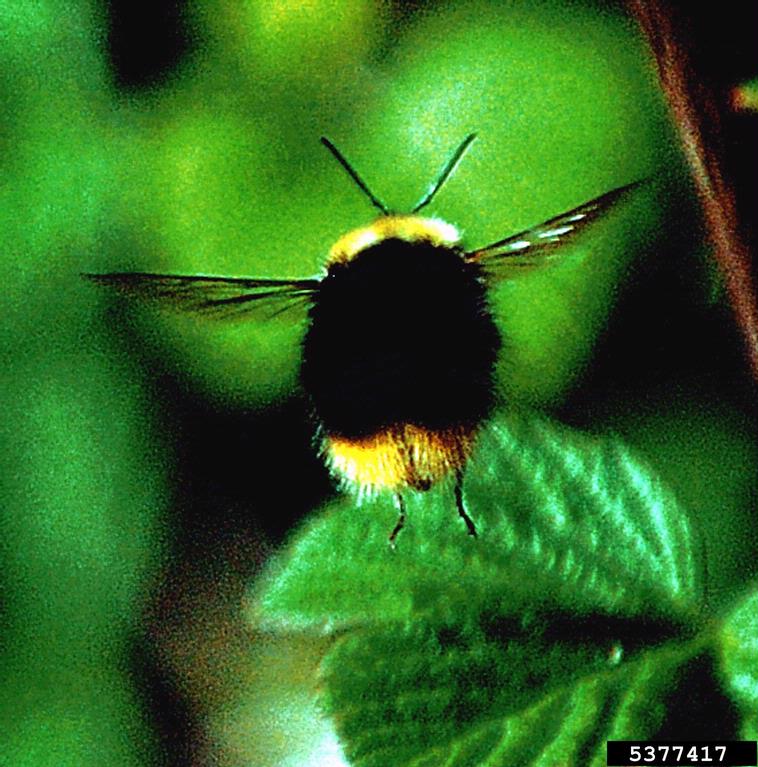 early humble bee (Bombus pratorum Linnaeus, 1761)