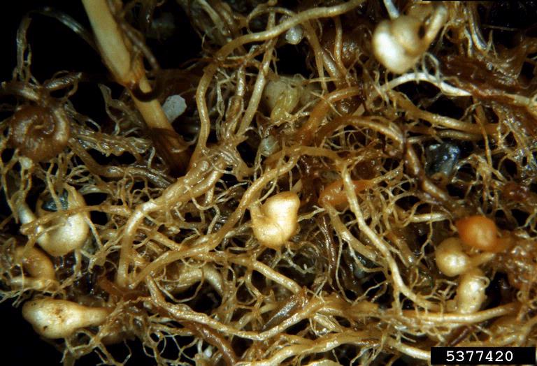 grass root-gall nematode (Subanguina radicicola)