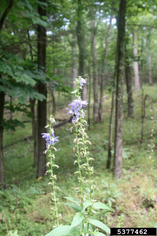 American bellflower (Campanulastrum americanum)