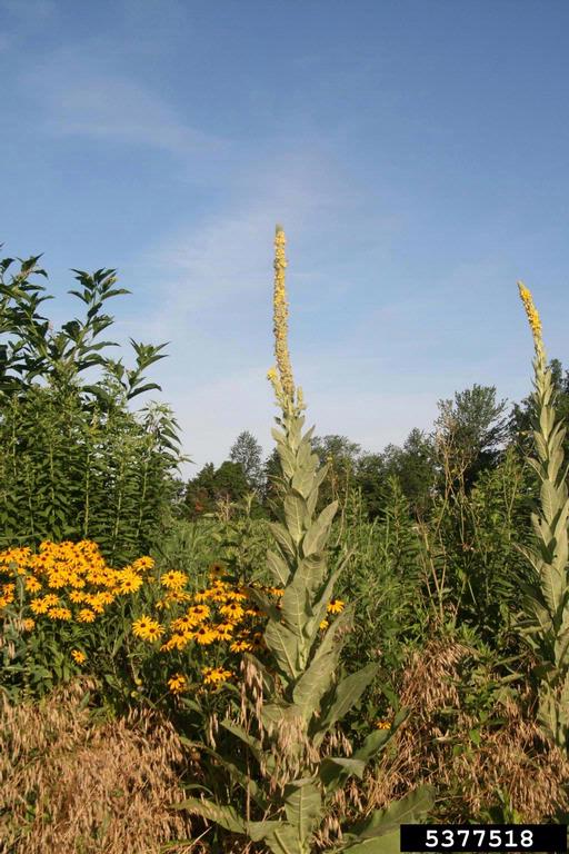 common mullein (Verbascum thapsus)