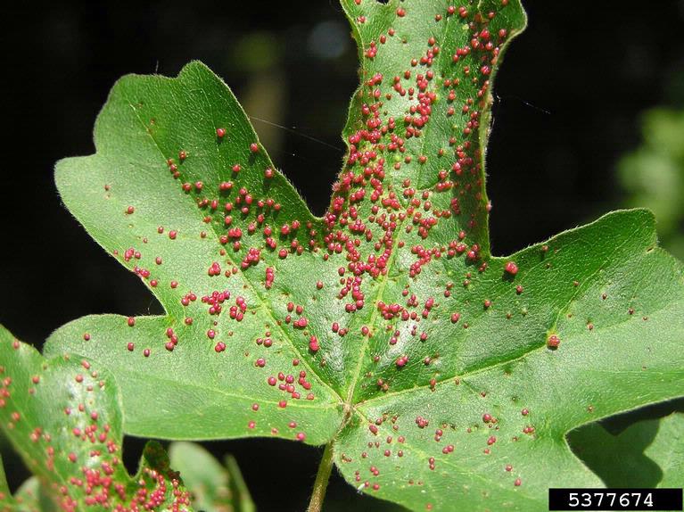 Eriophyid mite (Aceria macrorhyncha)