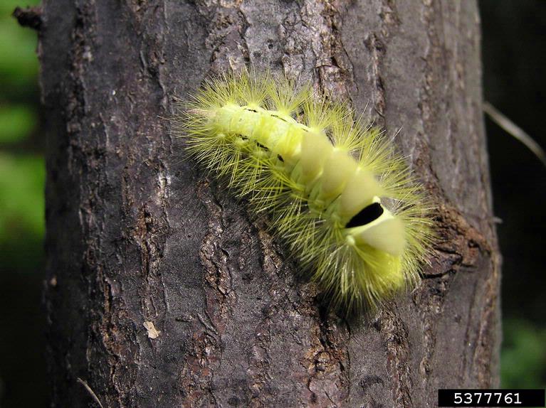 pale tussock moth (Calliteara pudibunda (Linnaeus))