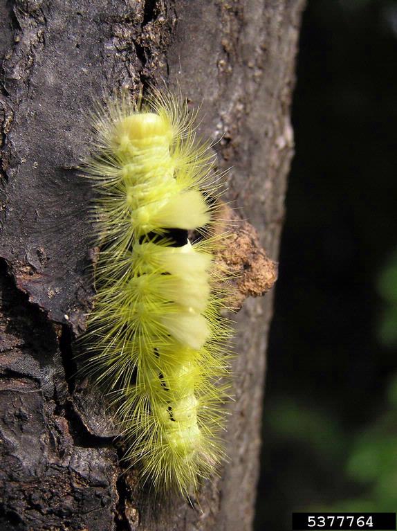 pale tussock moth (Calliteara pudibunda (Linnaeus))