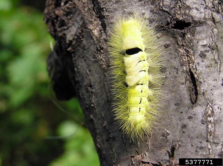 pale tussock moth (Calliteara pudibunda (Linnaeus))