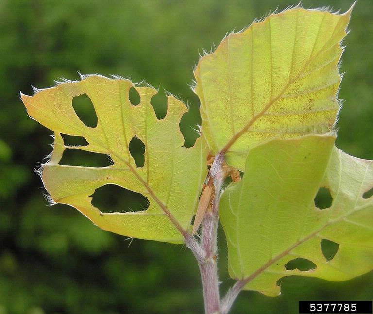 Geometrid moths, spanworms, loopers, inchworms (Family Geometridae)