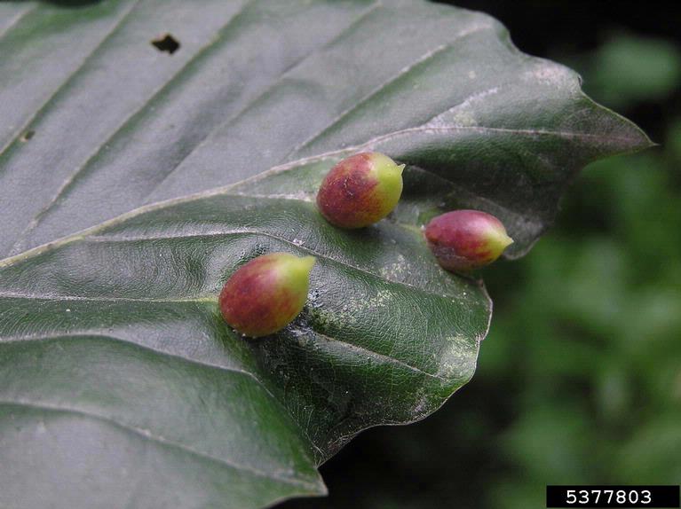 beech gall midge (Mikiola fagi)