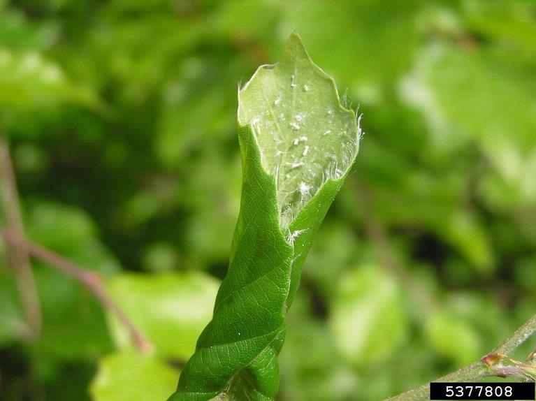 woolly beech aphid (Phyllaphis fagi ) on European beech (Fagus ...