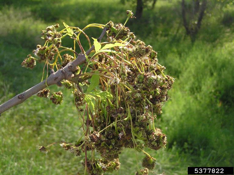 Eriophyid mites (Genus Eriophyes)