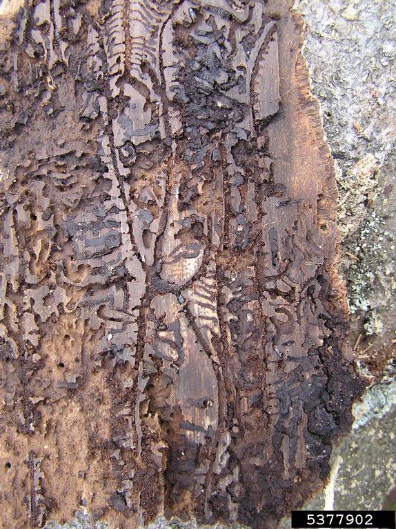 small spruce bark beetle (Ips amitinus (Eichhoff, 1871))