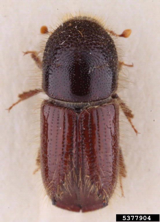 European spruce bark beetle (Ips typographus (Linnaeus, 1758))