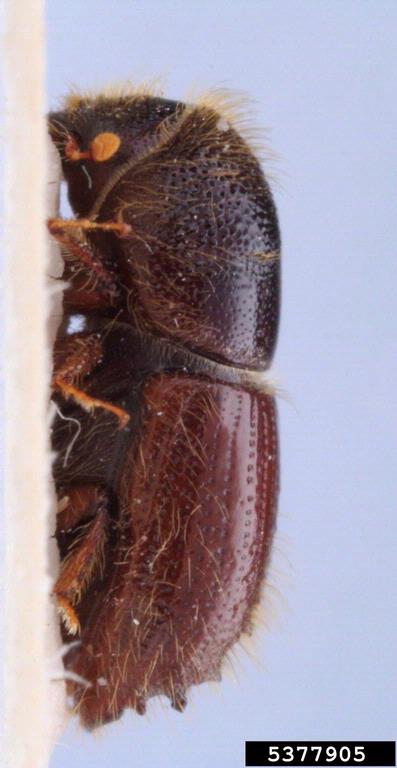 European spruce bark beetle (Ips typographus (Linnaeus, 1758))