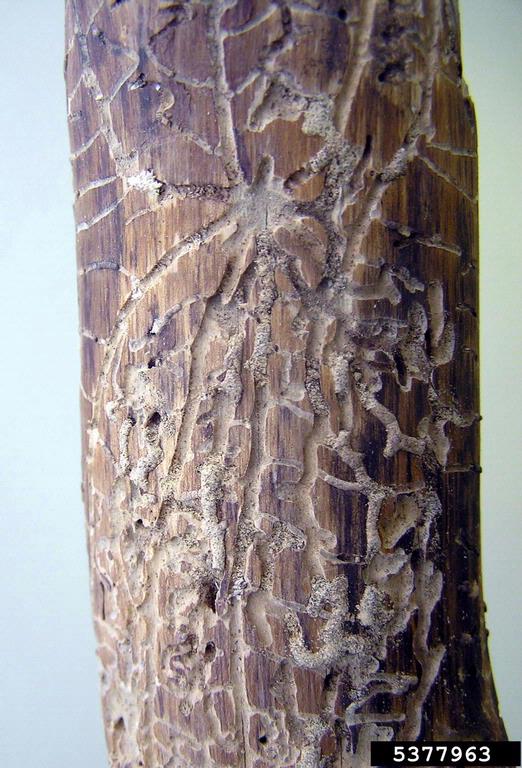 engraver beetle (Ips acuminatus)