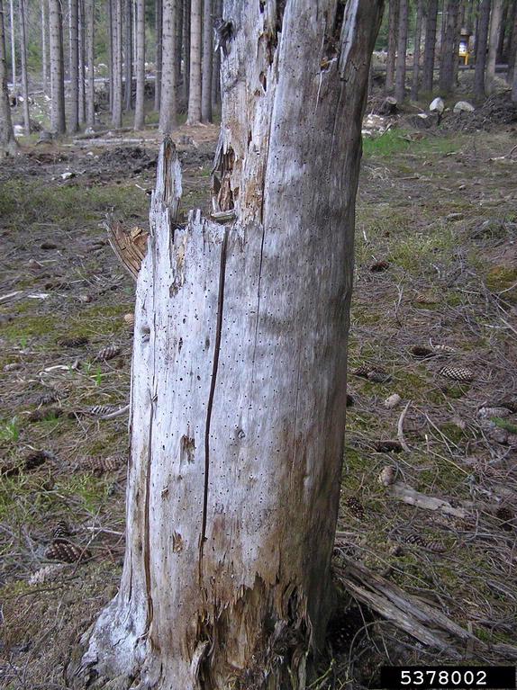striped ambrosia beetle (Trypodendron lineatum (Olivier, 1795))