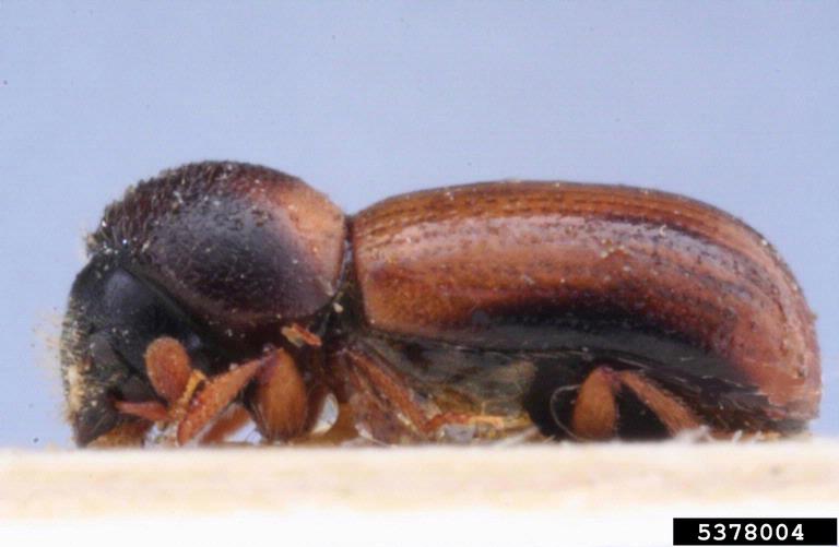 striped ambrosia beetle (Trypodendron lineatum)