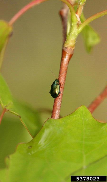 leaf beetle (Crepidodera pluta (Latreille, 1804))