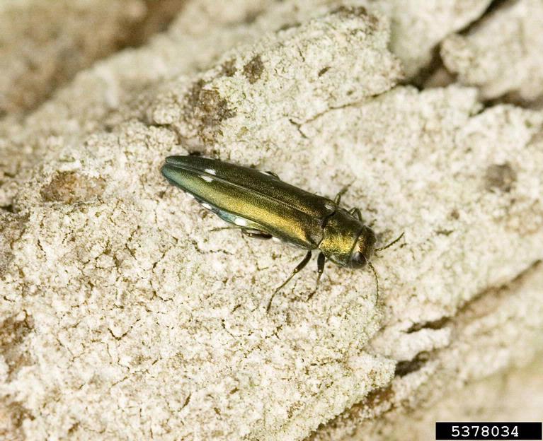 oak splendour beetle (Agrilus biguttatus)