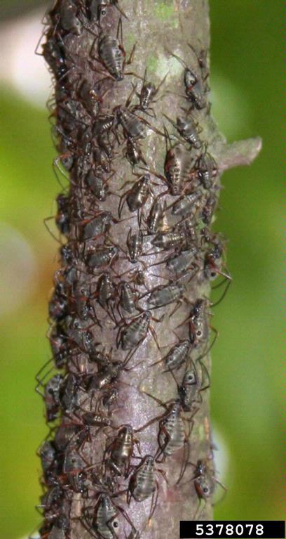 variegated oak aphid (Lachnus roboris (Linnaeus, 1758))