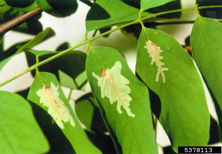 locust digitate leaf miner (Parectopa robiniella Clemens)
