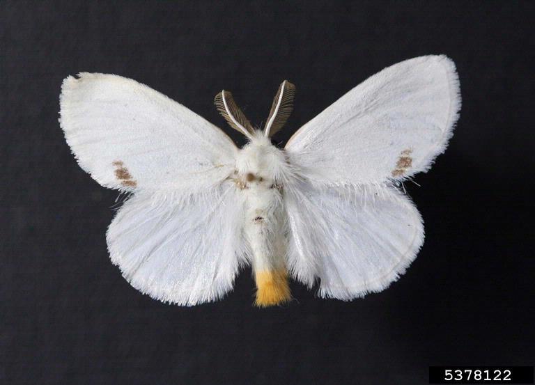 yellow-tail moth (Euproctis similis (Fuessly))