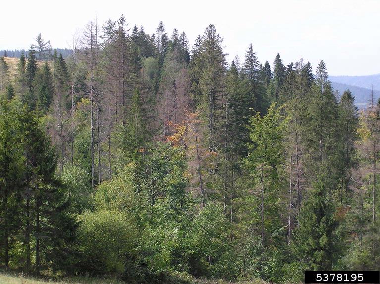 European spruce bark beetle (Ips typographus (Linnaeus, 1758))