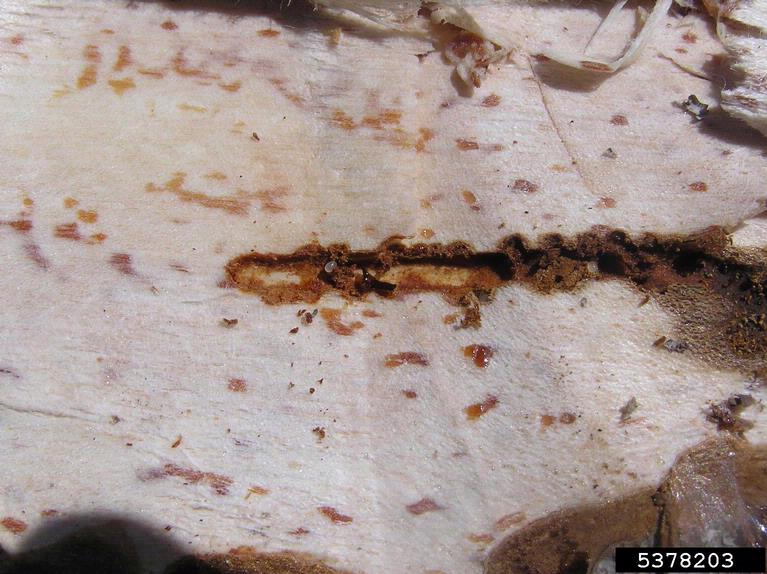 European spruce bark beetle (Ips typographus ) on spruce (Picea spp ...