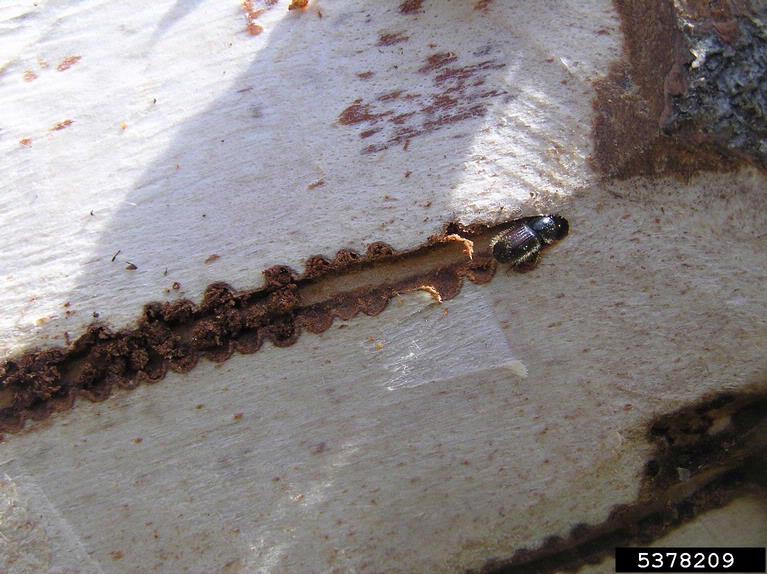 European spruce bark beetle (Ips typographus)