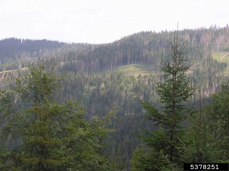 European spruce bark beetle (Ips typographus)