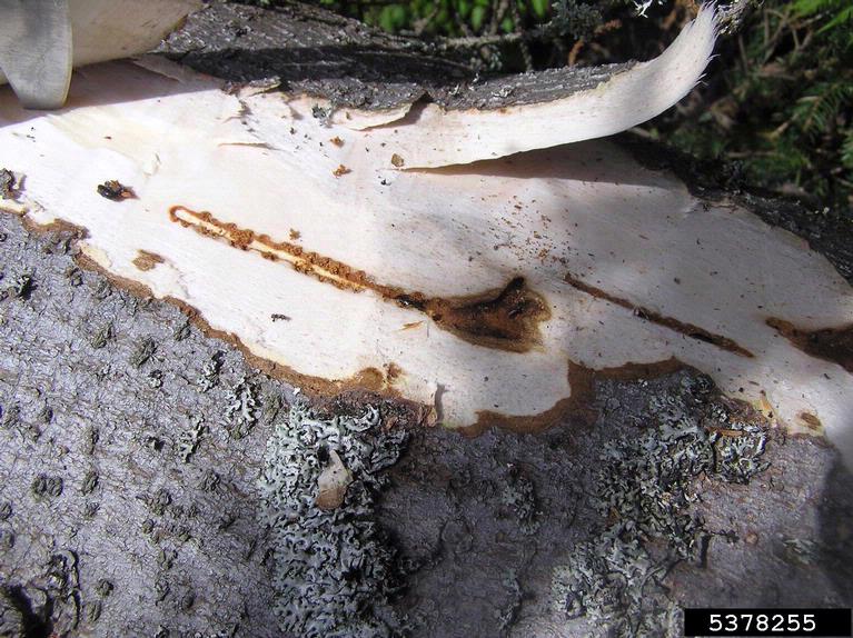 European spruce bark beetle (Ips typographus (Linnaeus, 1758))