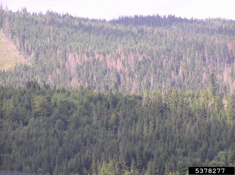European spruce bark beetle (Ips typographus (Linnaeus, 1758))